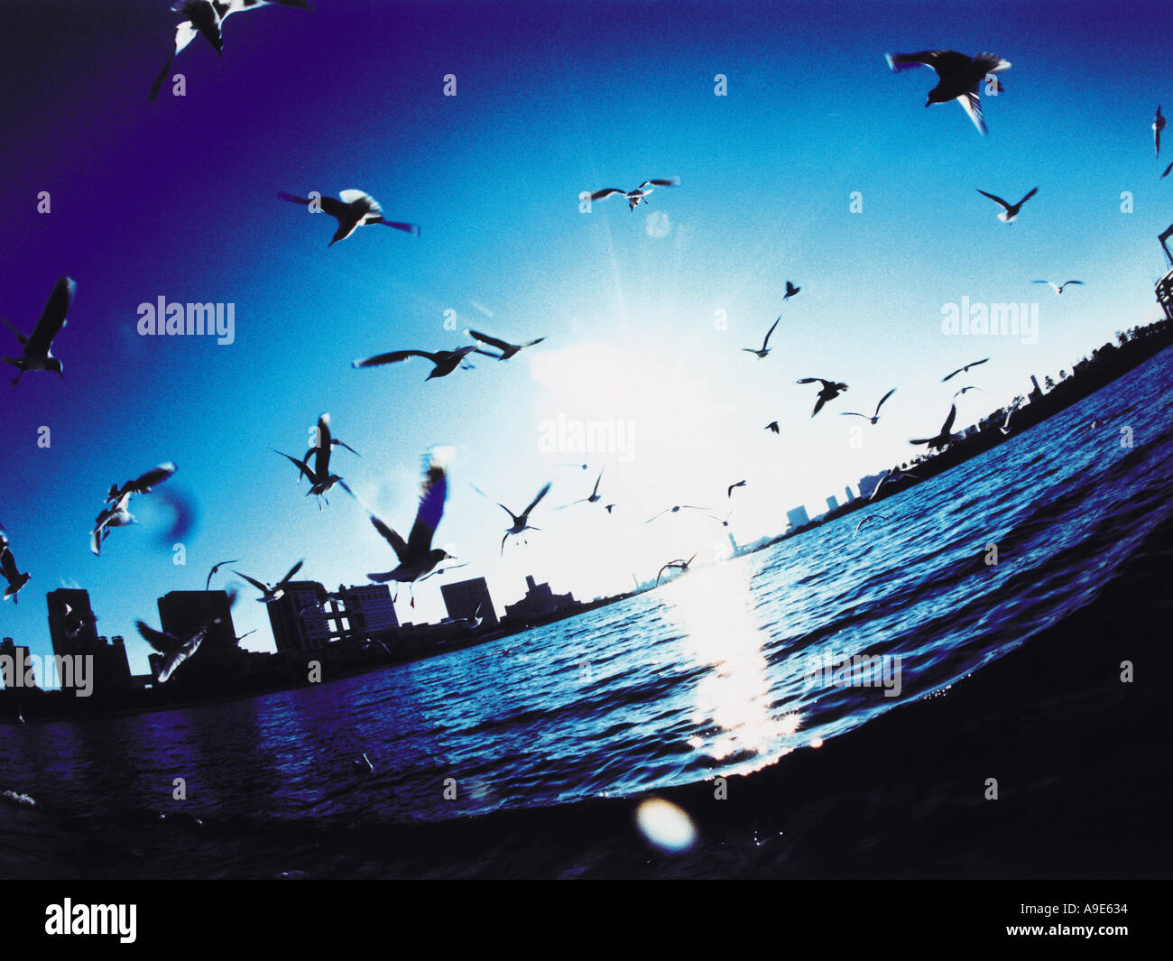 Tokyo Photo Bus Bay Area 2 Stock Photo - Alamy