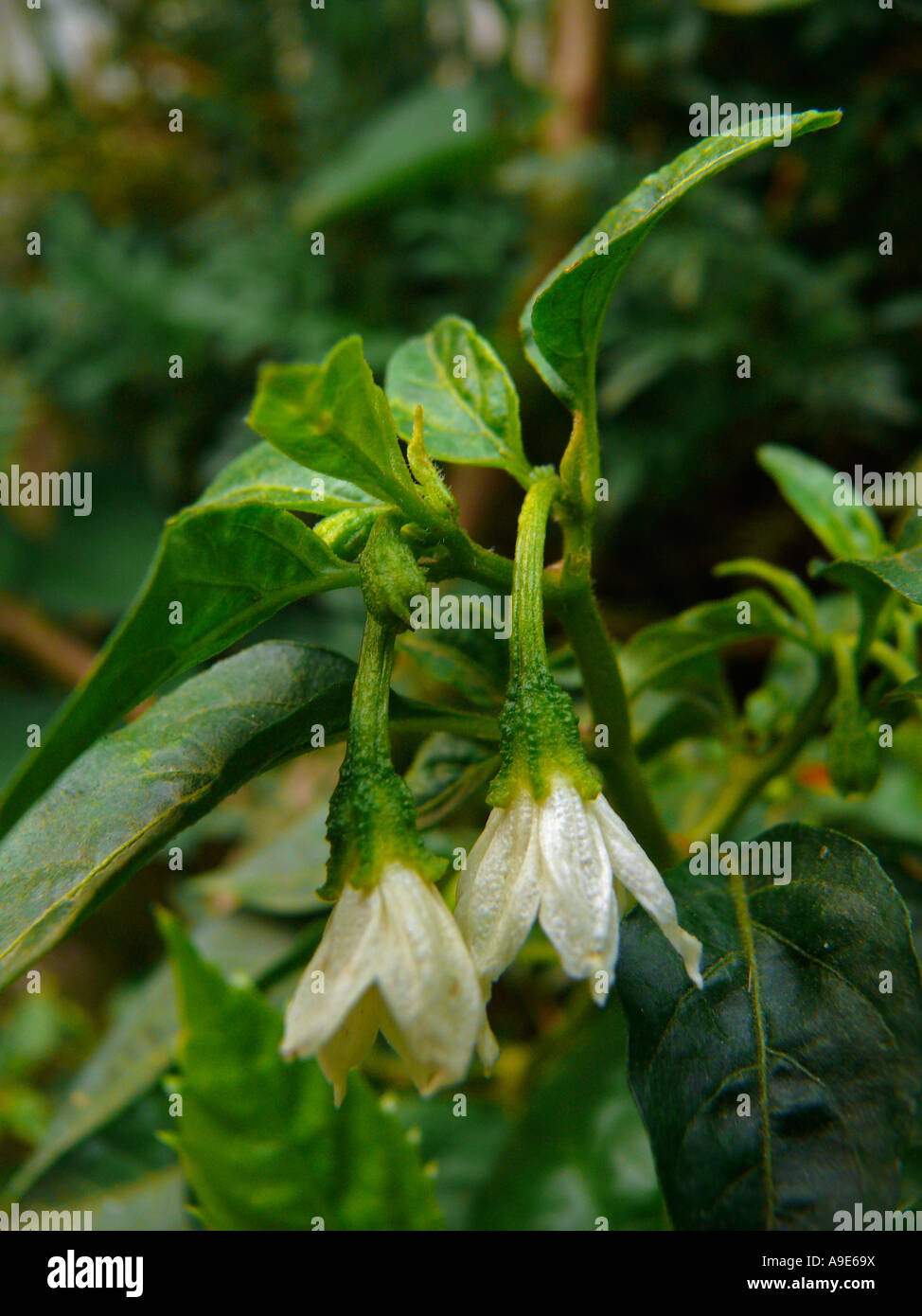 Plant of common chili hi-res stock photography and images - Alamy