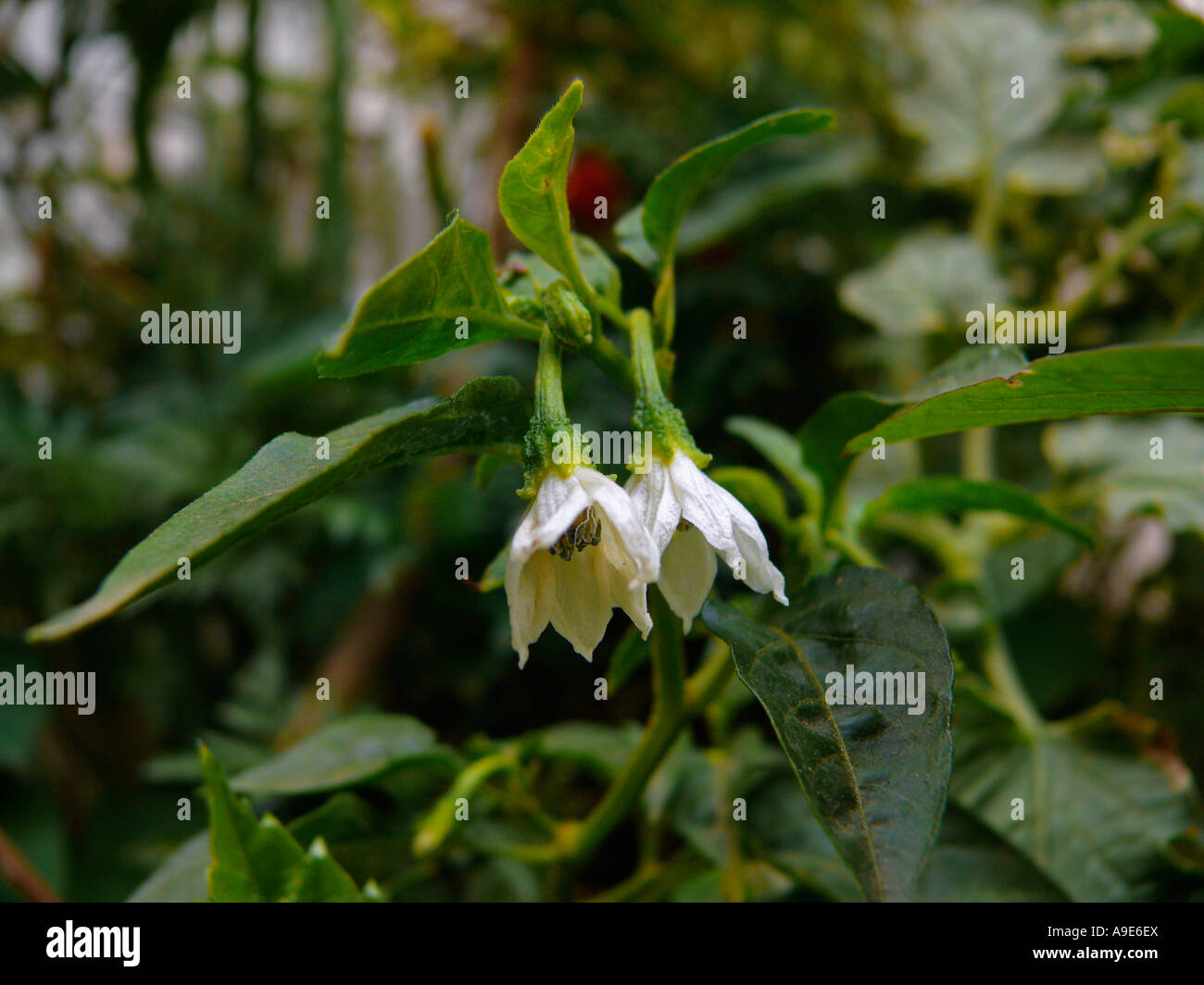 Flowers of Capsicum annuum - Common Chili. Common vegetable. Pune ...