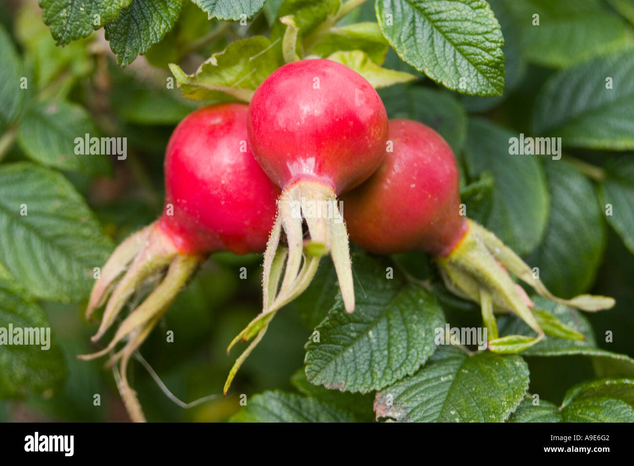 Upright shrub rose hi-res stock photography and images - Alamy