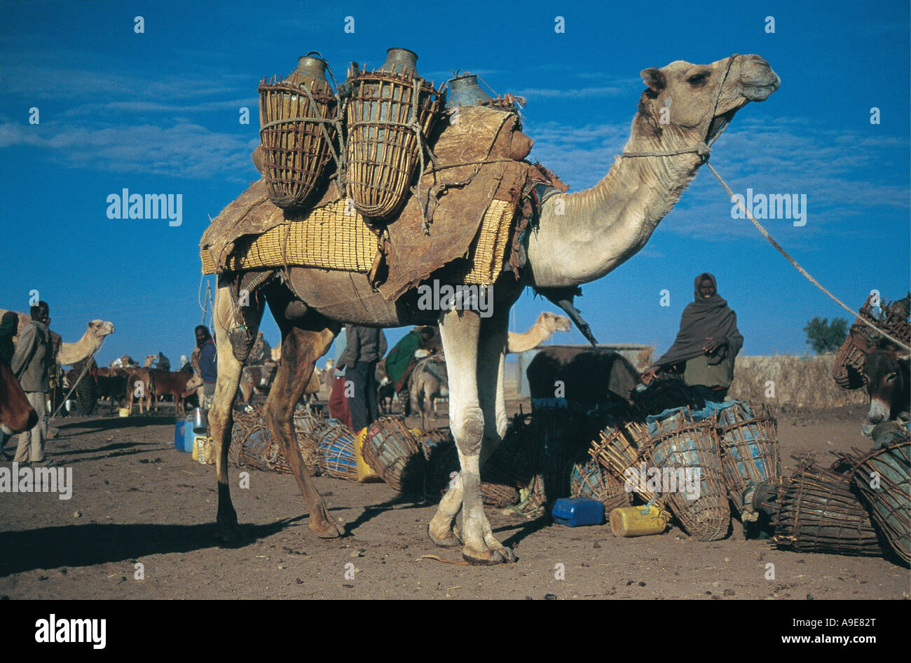 Cylinders carried by camel in early 1900s in remote parts of South ...