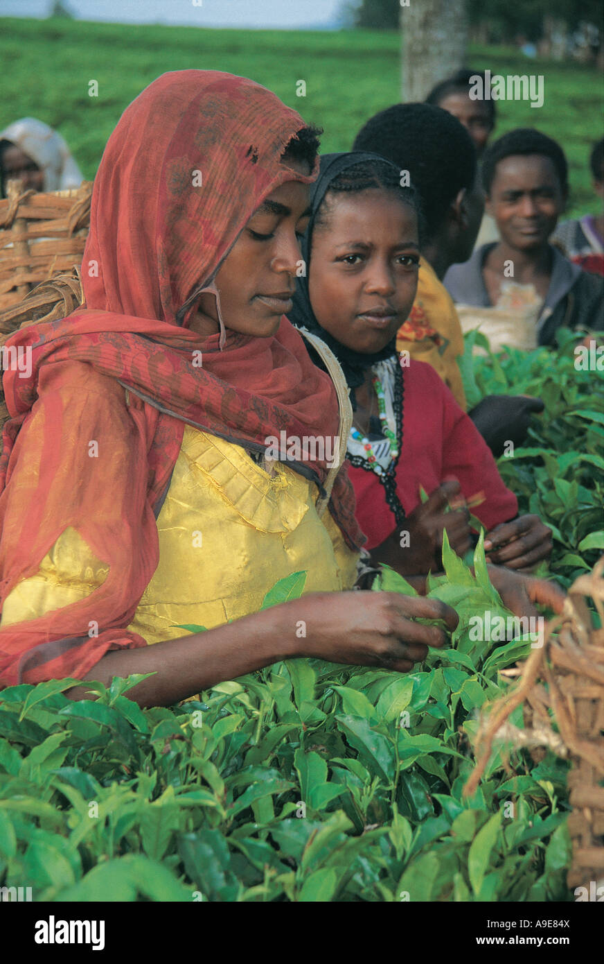 Tea pickers at Wish Wish Tea Plantation Bongo Ethiopia Stock Photo - Alamy