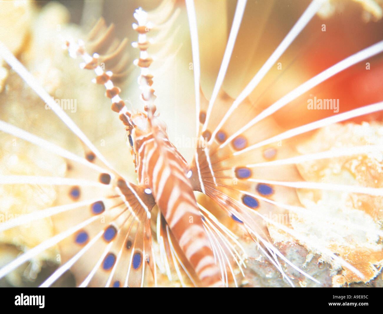 Spotted sea lion hi-res stock photography and images - Alamy