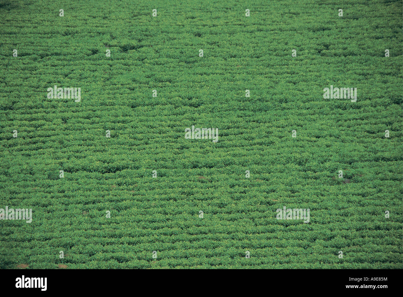 Intensive tea farming Wish Wish Plantation Bonga Forest Ethiopia Stock ...