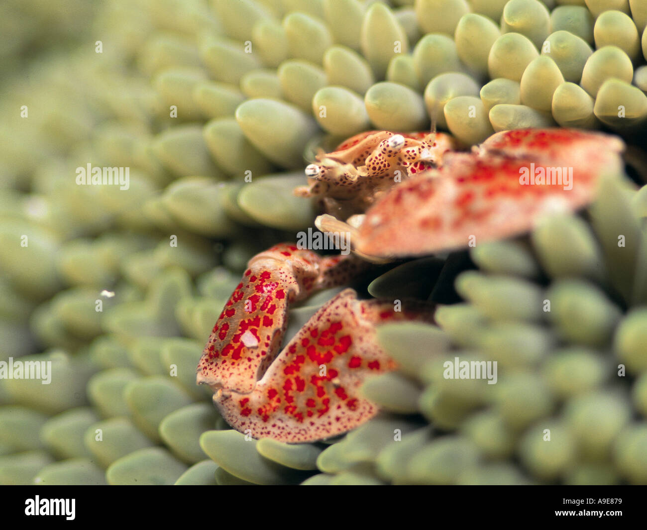 Vibrant sea creatures hi-res stock photography and images - Alamy