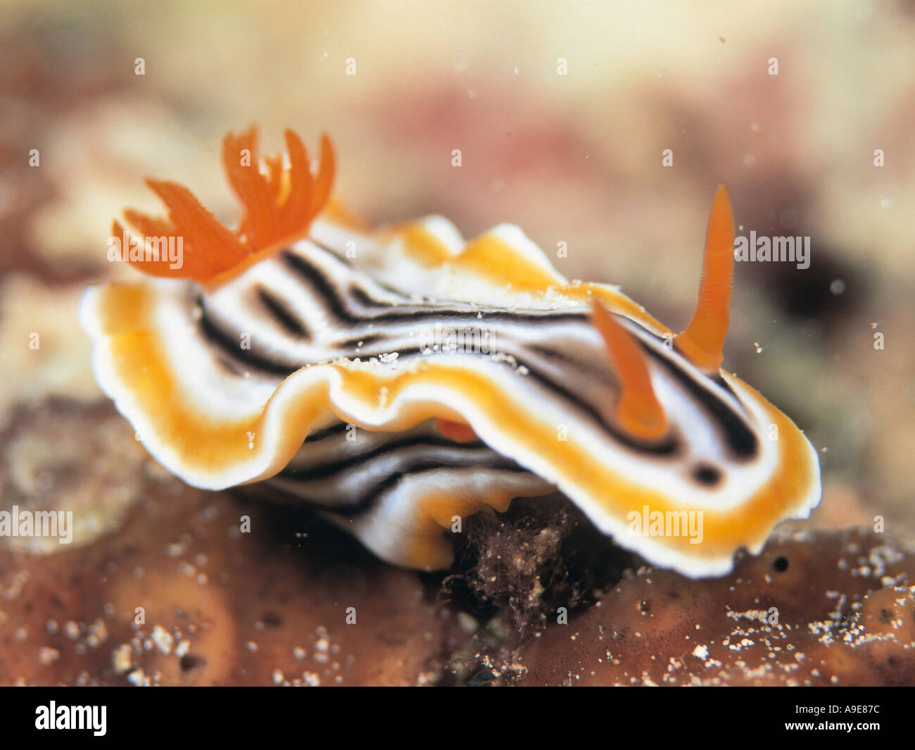 Vibrant sea creatures hi-res stock photography and images - Alamy