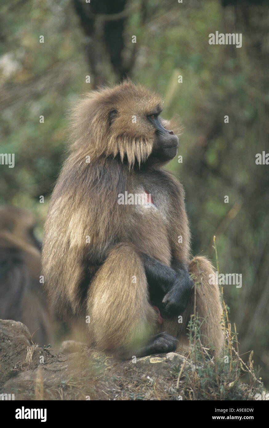 Gelada hi-res stock photography and images - Alamy
