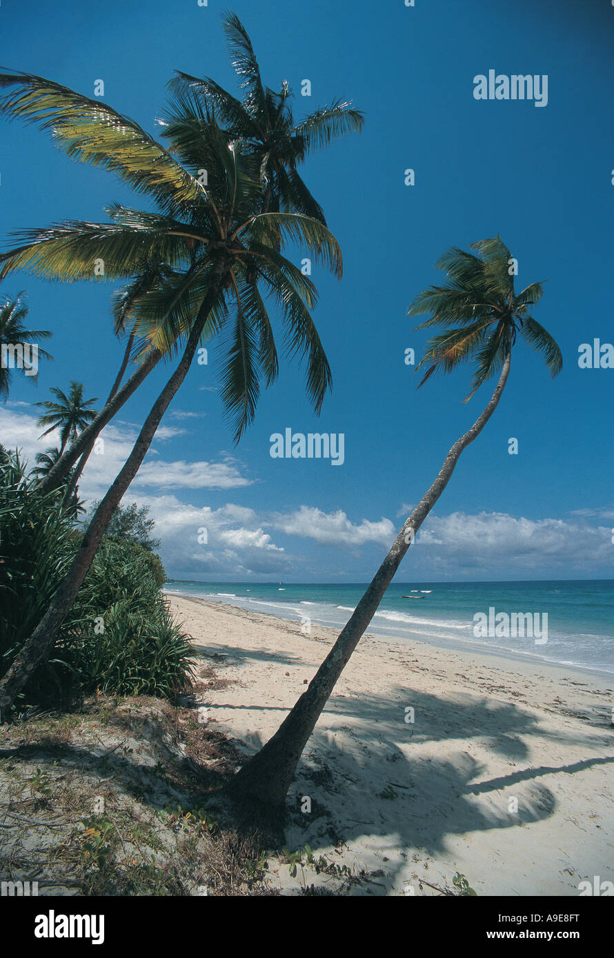 View of beach and palm trees Kenya Coast Kenya Stock Photo - Alamy