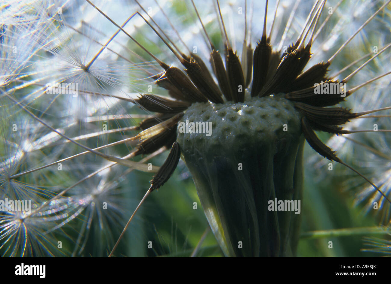 inside a dandelion head Stock Photo - Alamy