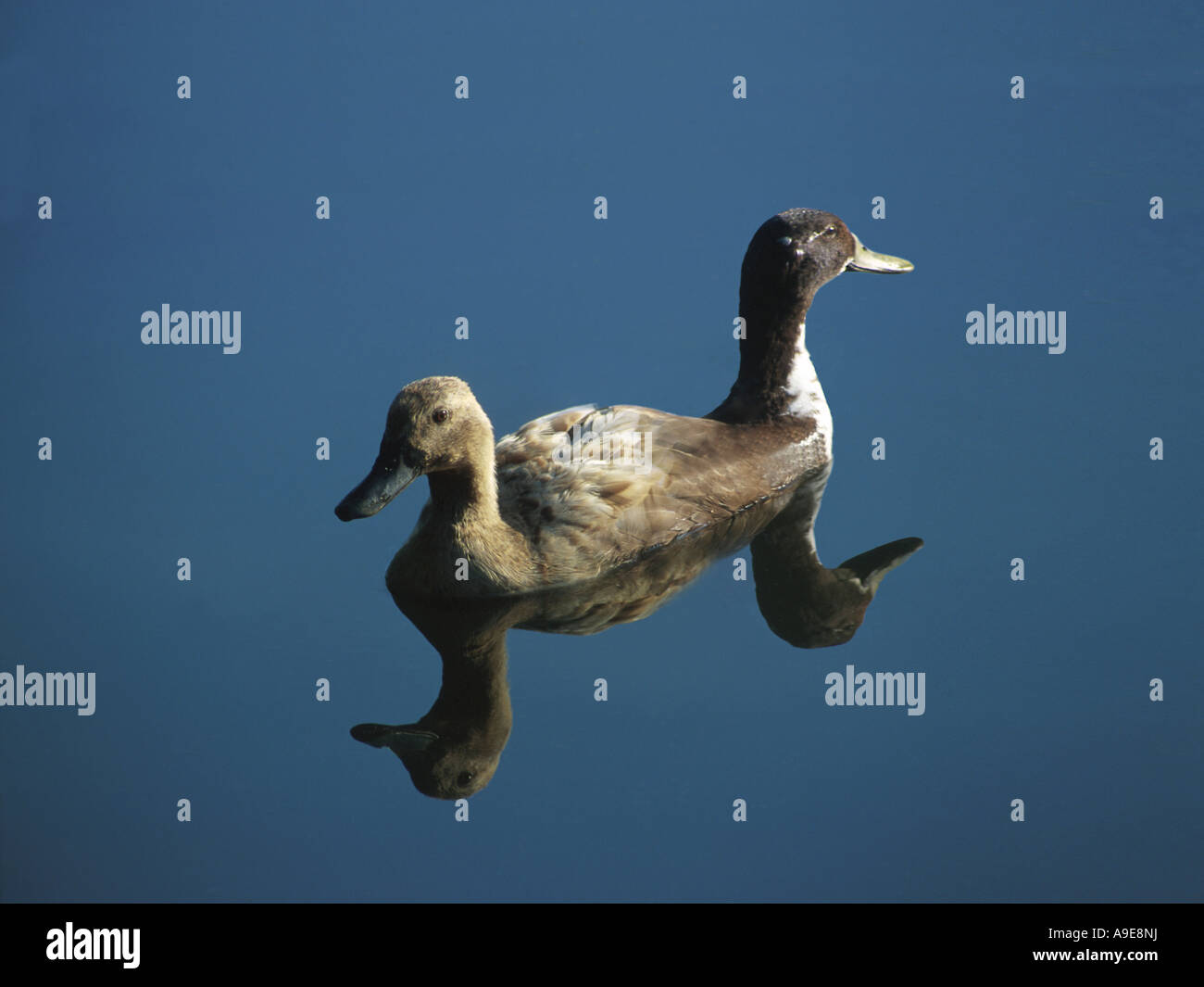 Double headed duck Stock Photo - Alamy