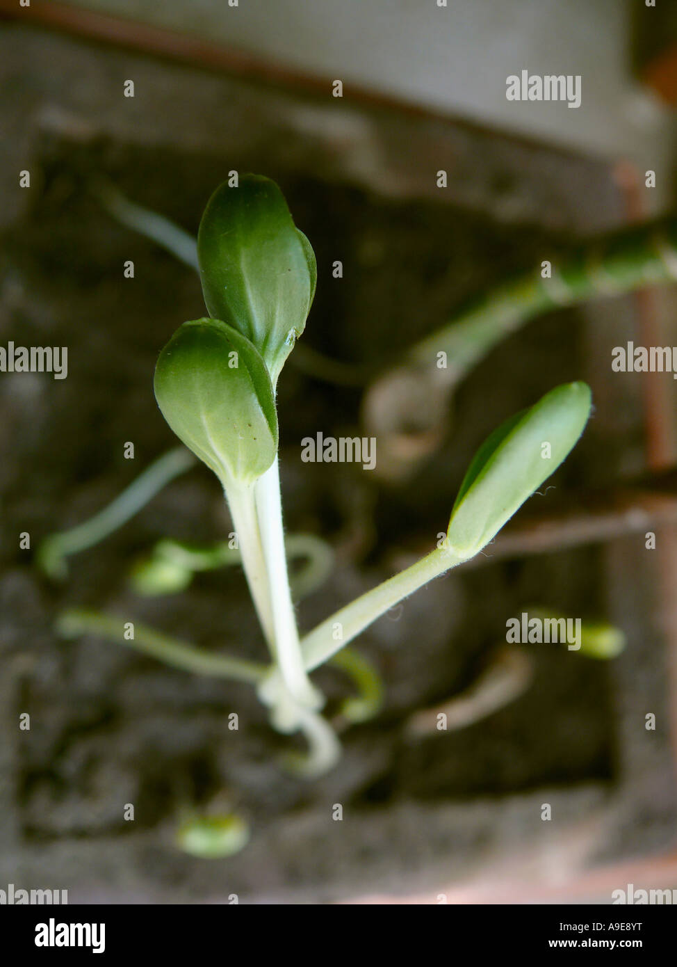 Primary leaves of Sprouted Watermelon Plants Stock Photo - Alamy