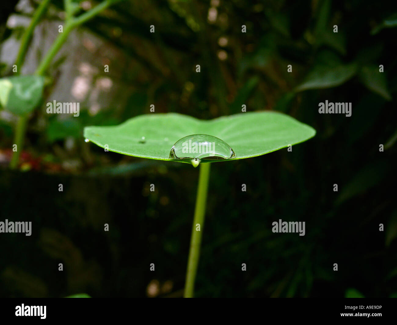Water drop on Colocasia sp. Family: Araceae Stock Photo - Alamy