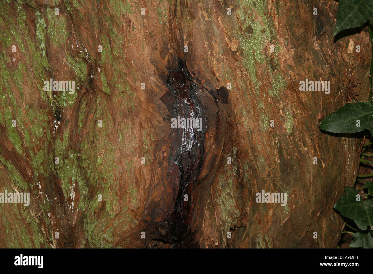 Yew sap hi-res stock photography and images - Alamy
