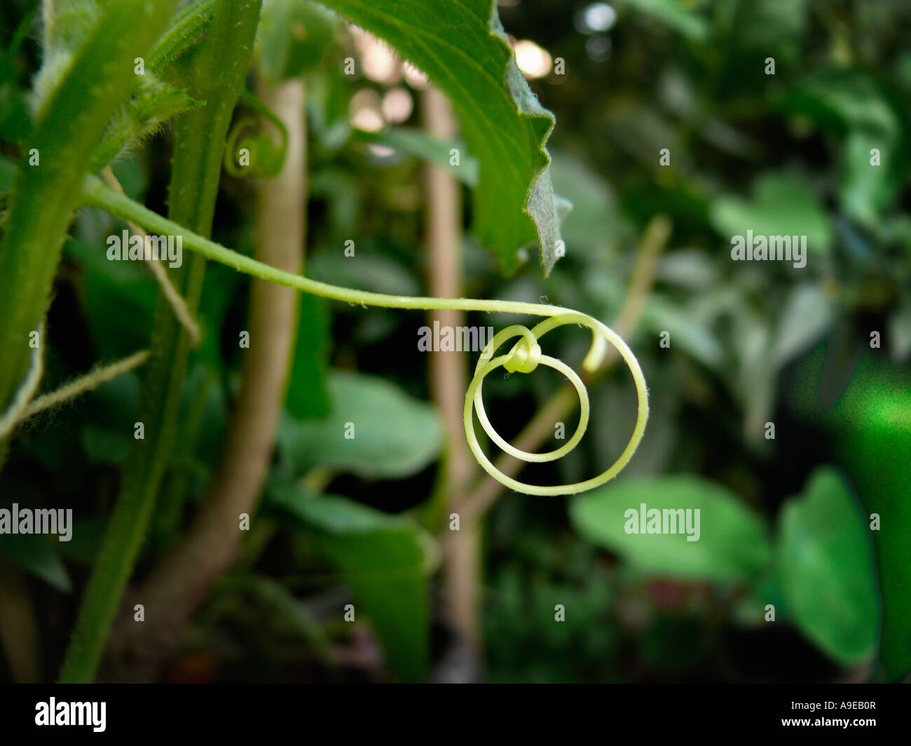 Tendril of Musk Melon, Cuvumis melo Stock Photo - Alamy