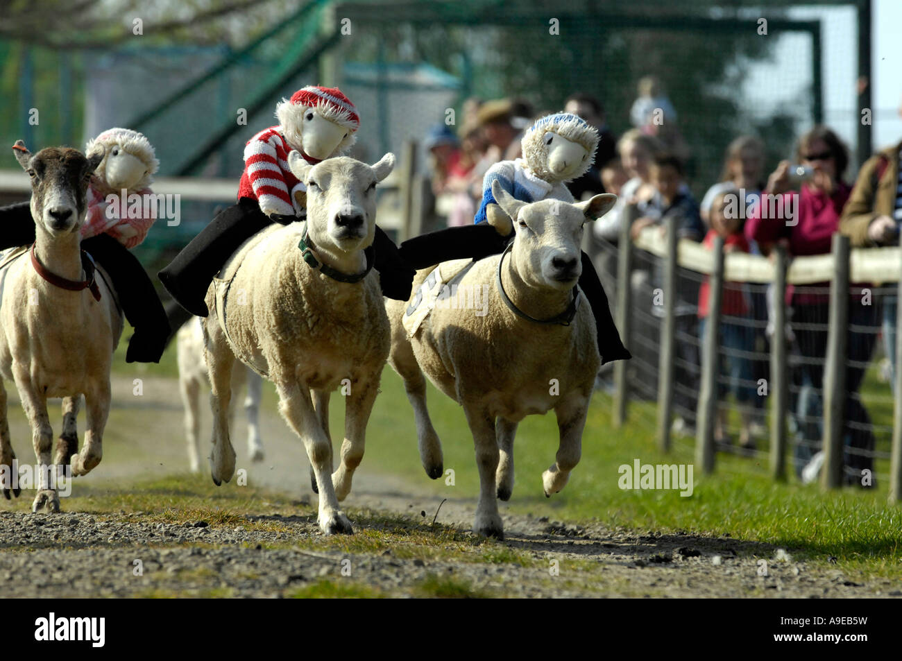 sheep practise for the Grand National sheepstakes sheep race at the Big ...