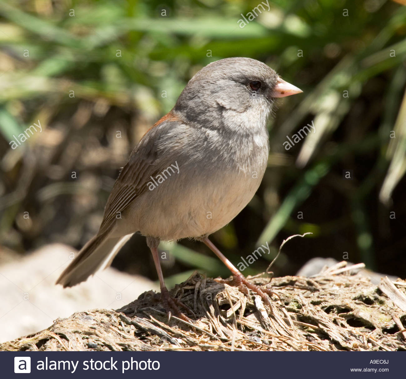 Gray Headed Junco High Resolution Stock Photography and Images - Alamy
