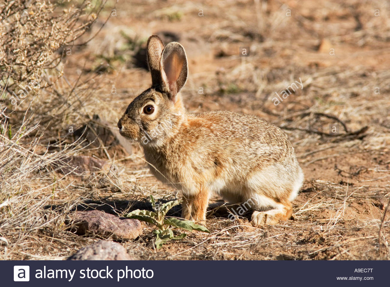 Desert Cottontail Rabbits High Resolution Stock Photography and Images ...