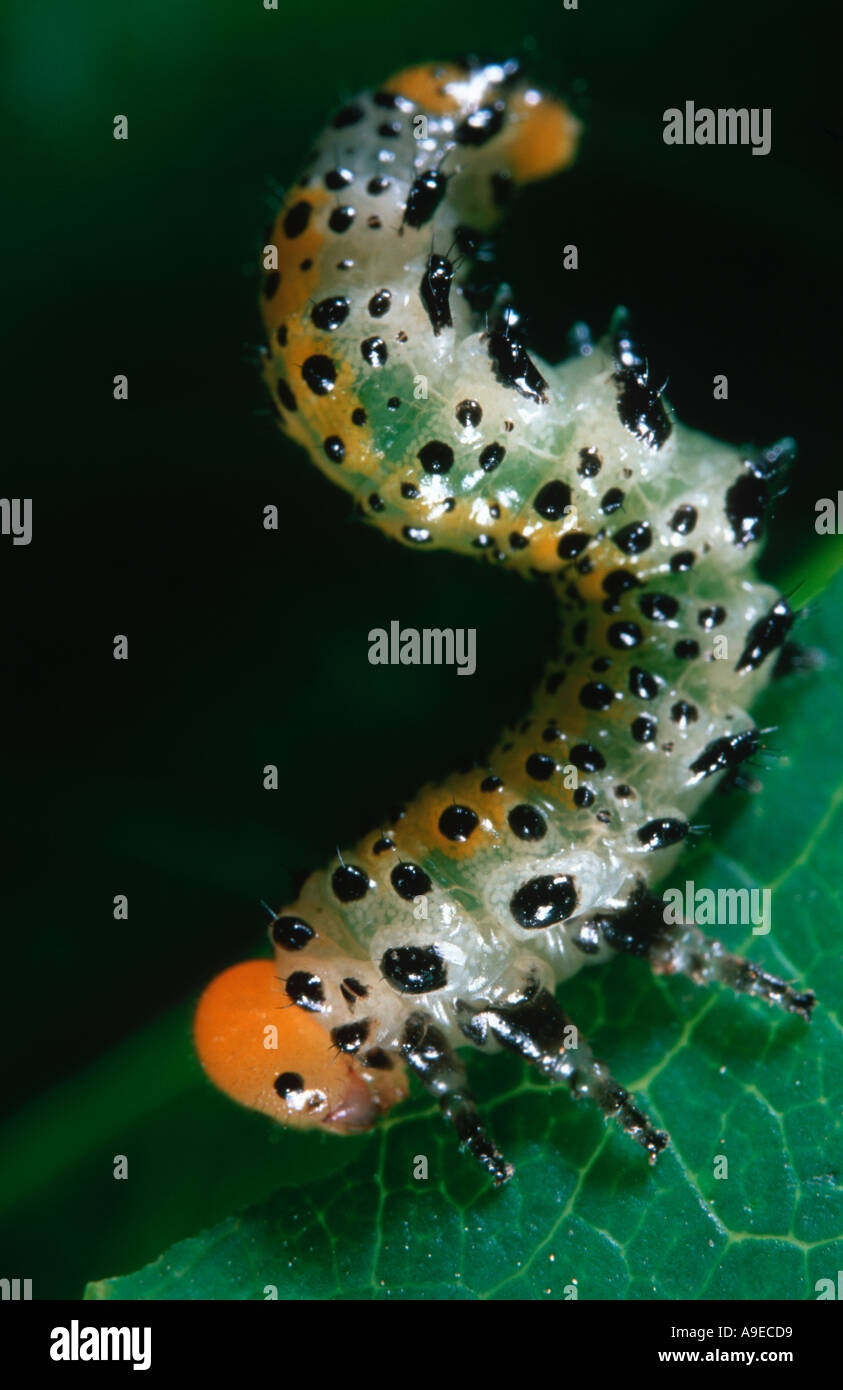 Arge rosae Hymenoptera Tenthredinidae larva the European rose sawfly ...