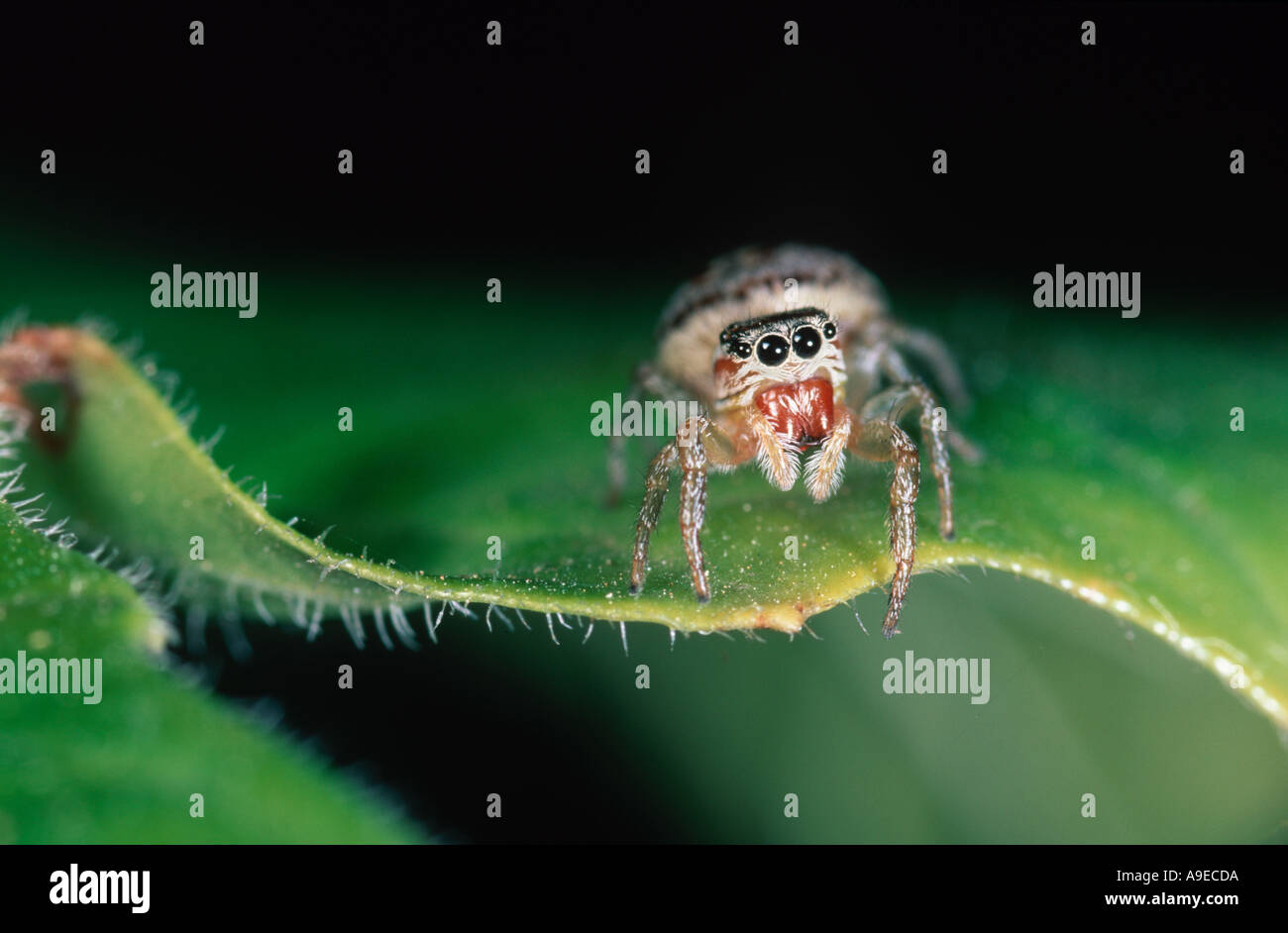 Salticid hi-res stock photography and images - Alamy