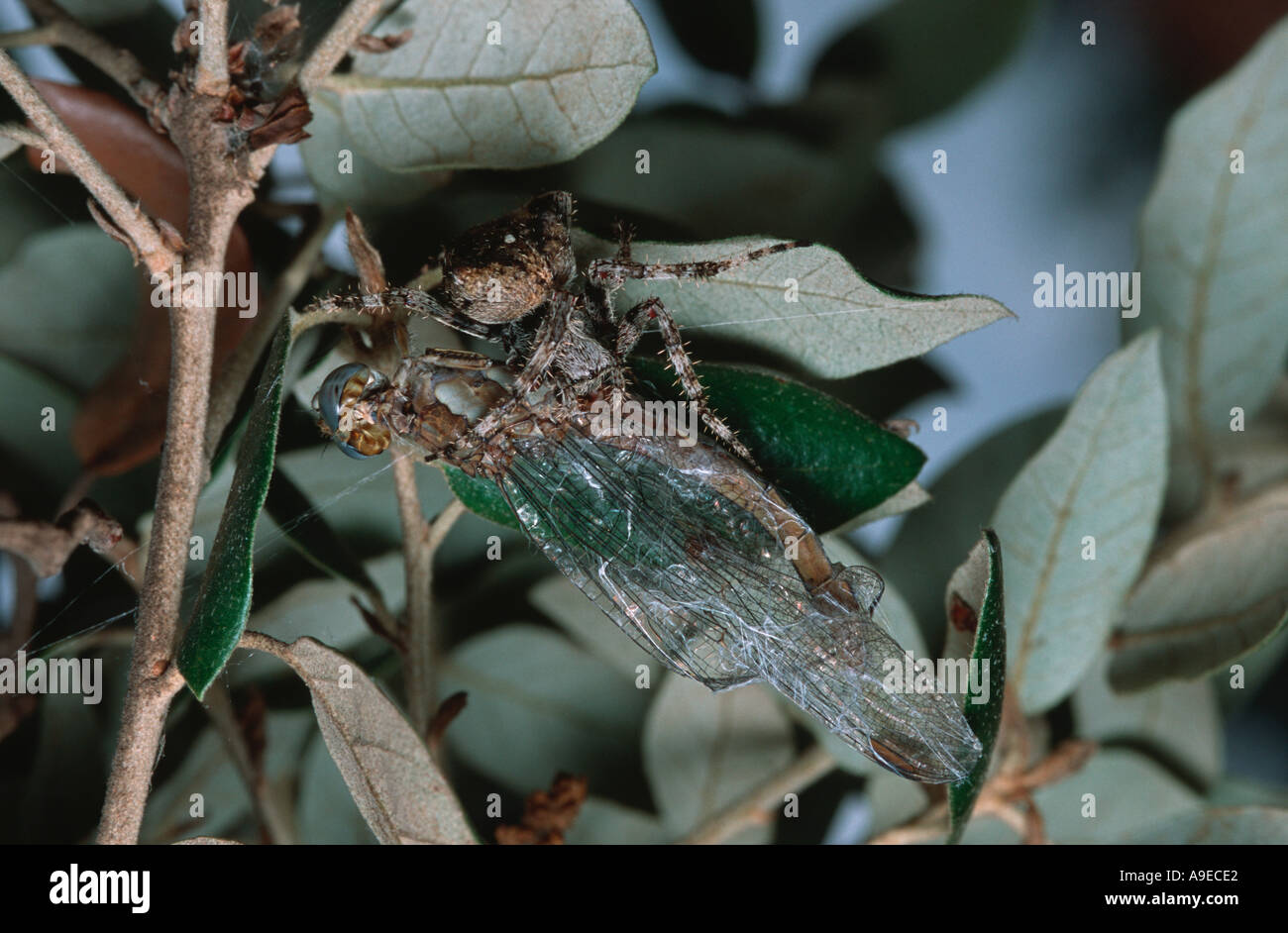 Large spider feeding on dragonfly Stock Photo - Alamy