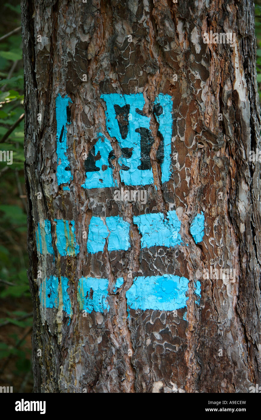 Aged tree signed with number 15 blue green brown bark forest Stock ...