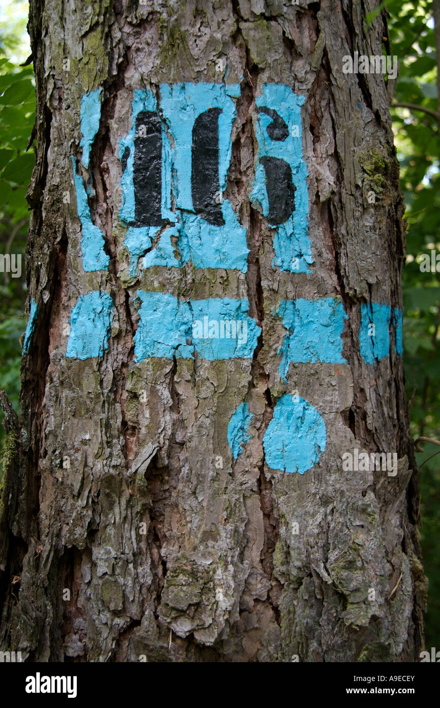 Aged tree signed with number 16 Stock Photo - Alamy