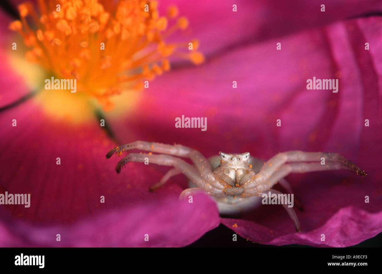 Pink crab spider – thomisus onustus hi-res stock photography and images ...