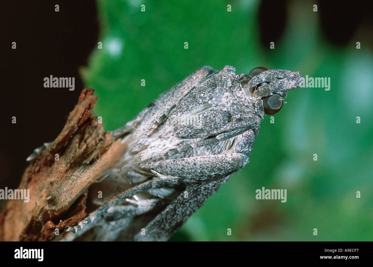 Nocturnal moth at rest Stock Photo - Alamy