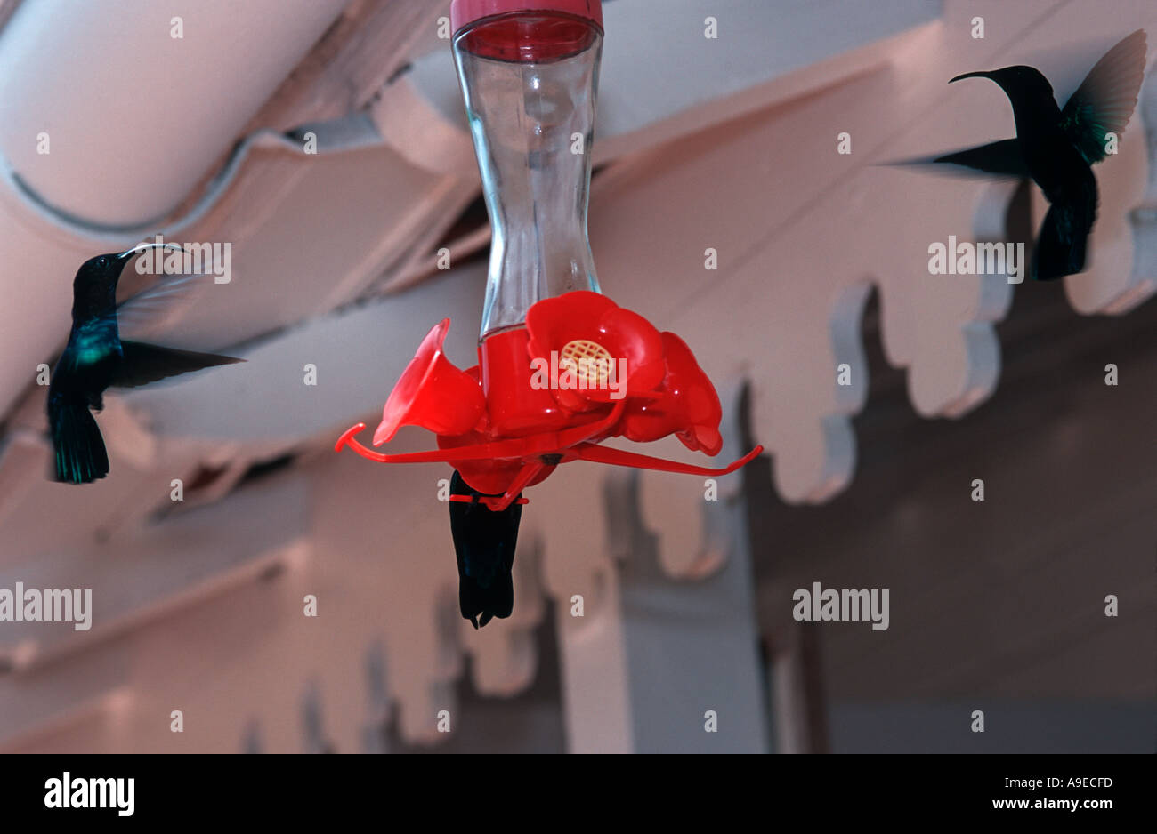 Martinique hummingbirds hi-res stock photography and images - Alamy