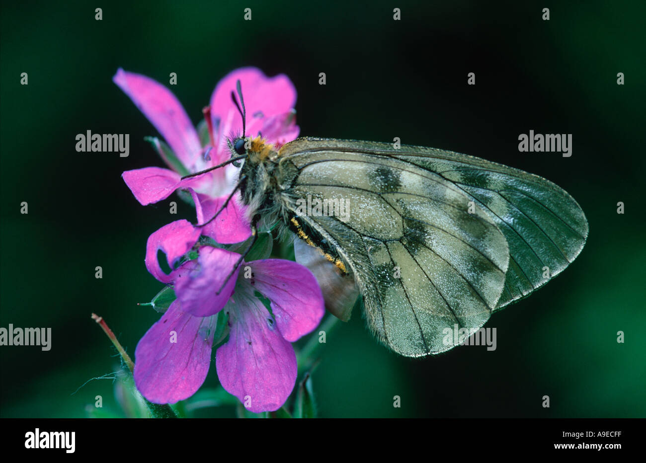 Clouded Apollo Parnassius mnemosyne butterfly Pyrenees spain Stock ...