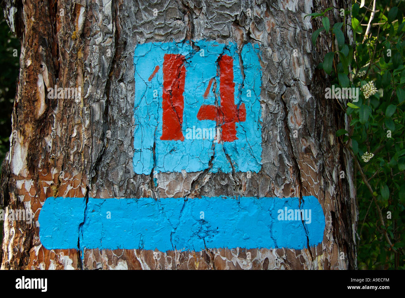 Aged tree signed with number 14 Stock Photo - Alamy