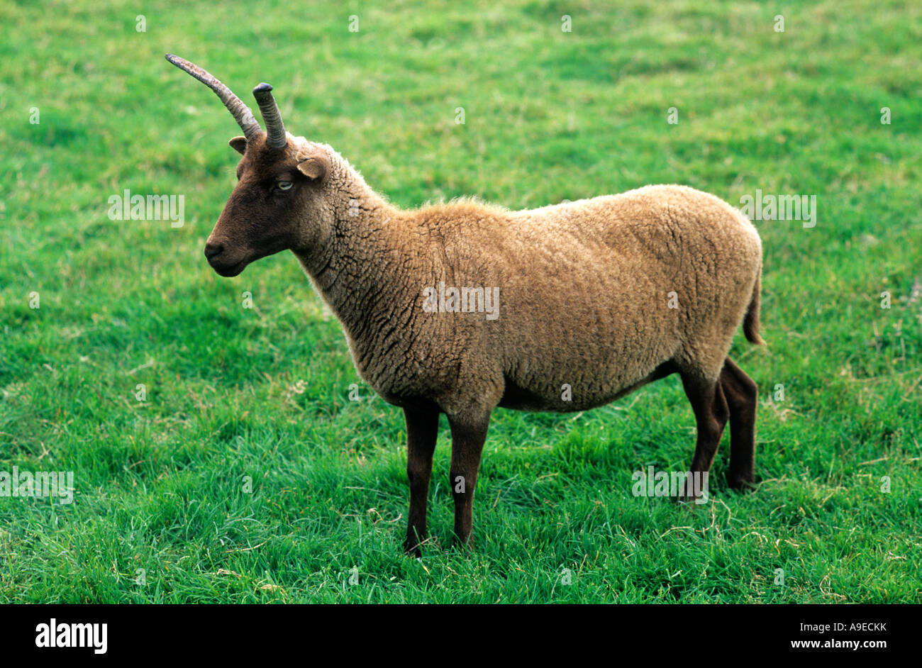 Manx Loghtan Sheep Isle of Man Stock Photo - Alamy