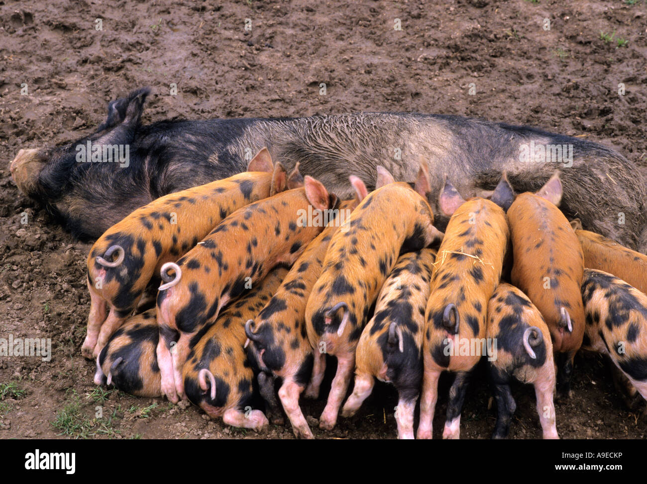 Pig feeding 12 piglets hi-res stock photography and images - Alamy
