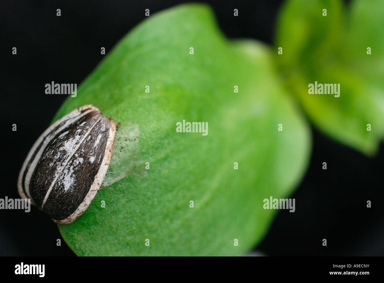 Sunflower emerging hi-res stock photography and images - Alamy