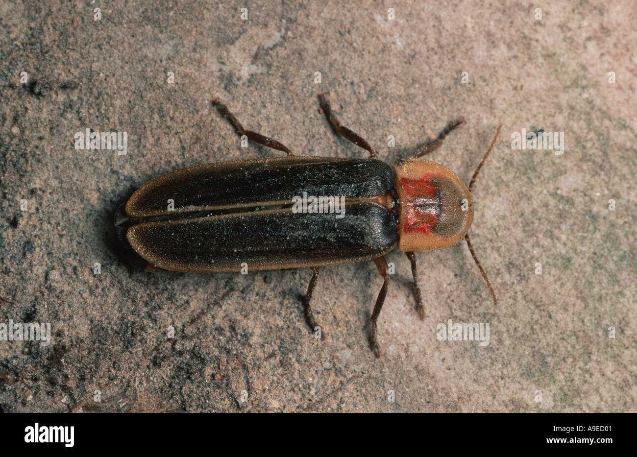Male Lampyris noctiluca European glow worm Stock Photo - Alamy