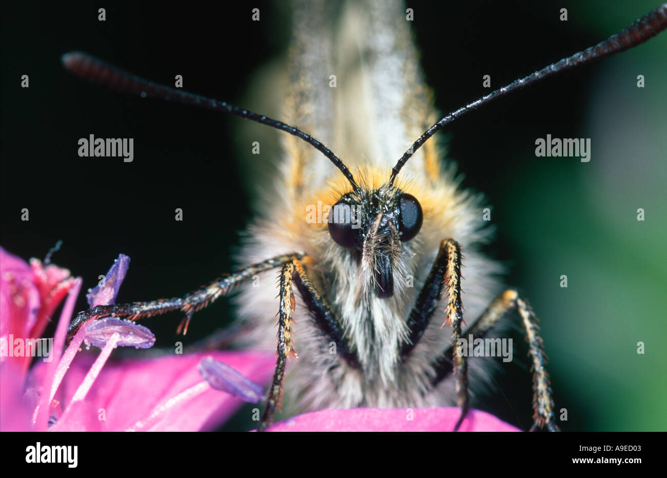 Clouded Apollo Parnassius mnemosyne butterfly Pyrenees Spain Stock ...