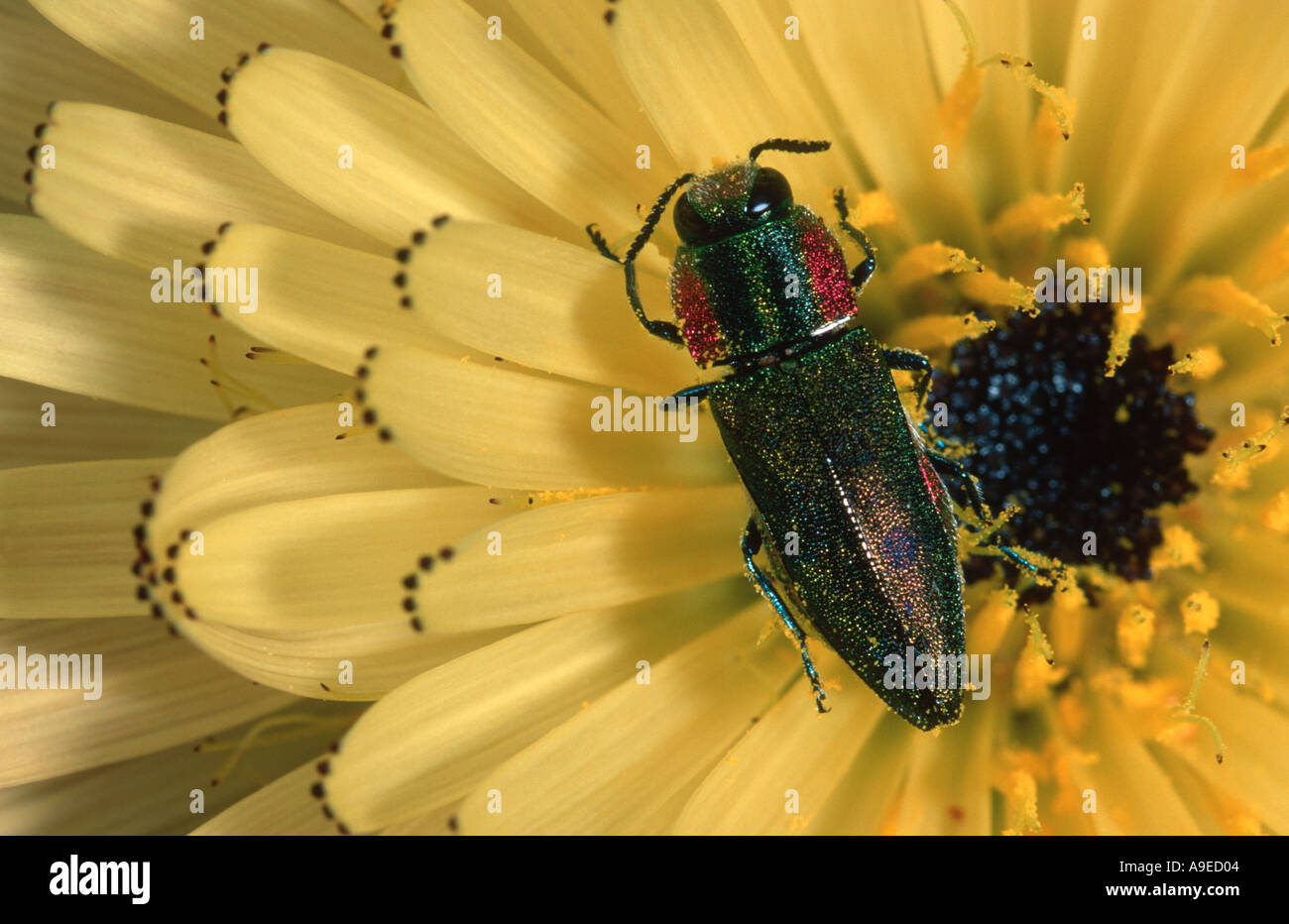 Anthaxia hungarica female Coleoptera Buprestidae Larvae feed on oak timber Stock Photo - Alamy