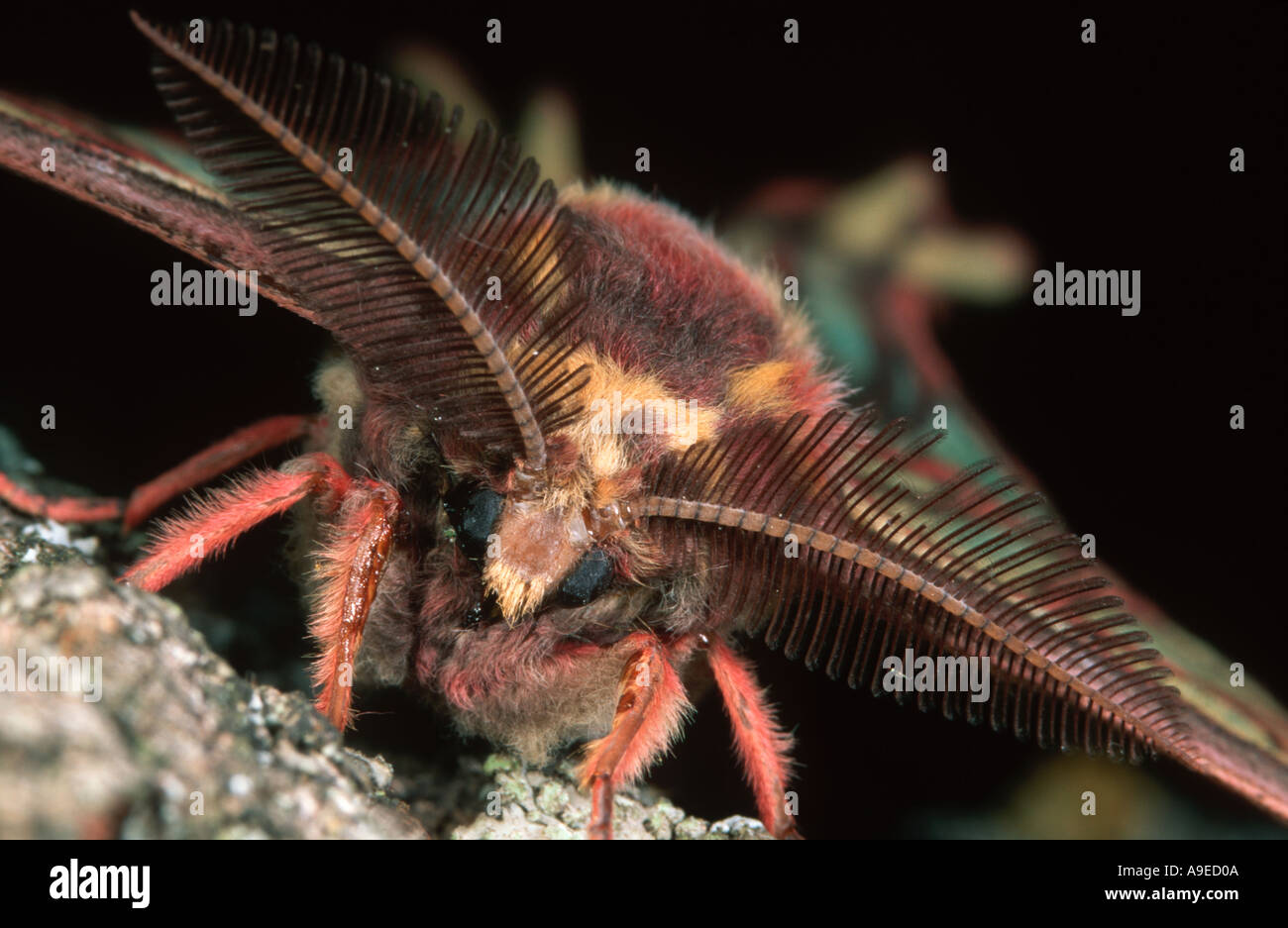 Portrait of the Spanish Moon Moth (Graellsia isabelae) Spanish endemic ...