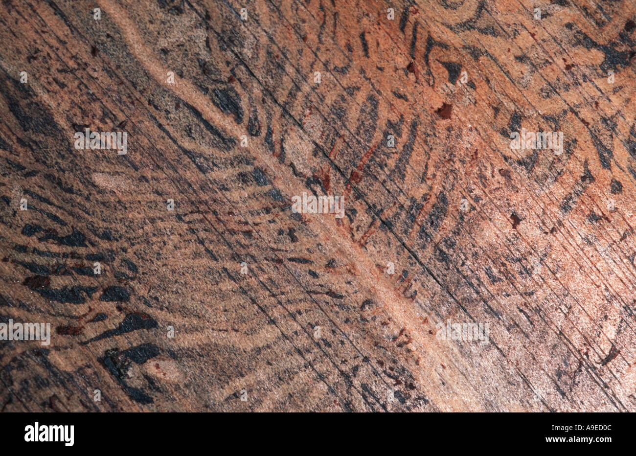 Beetle under log hi-res stock photography and images - Alamy