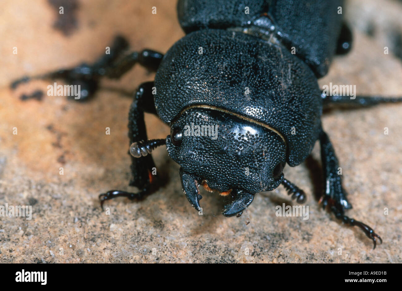 Coleopteran hi-res stock photography and images - Alamy