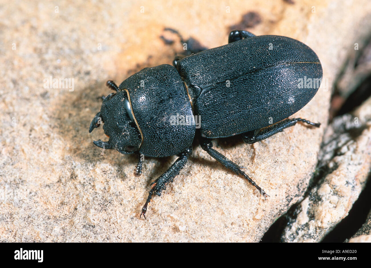 Coleopteran hi-res stock photography and images - Alamy