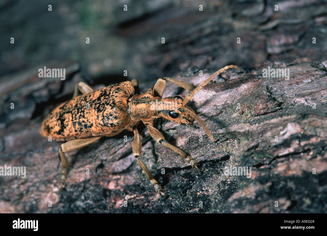 Longhorn European Cerambycid beetle Rhagium sycophanta Stock Photo - Alamy
