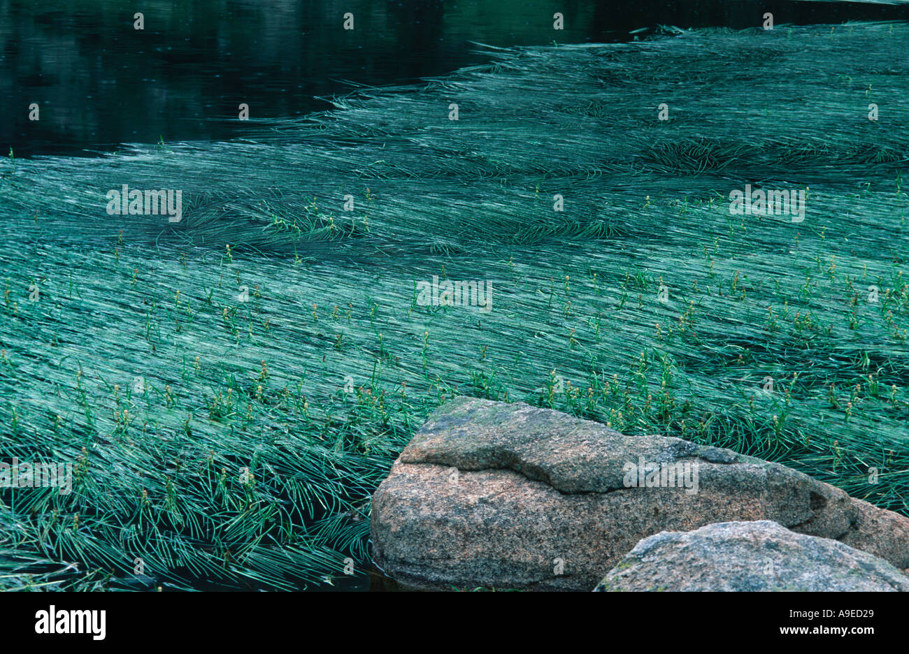 Macrophytes hi-res stock photography and images - Alamy