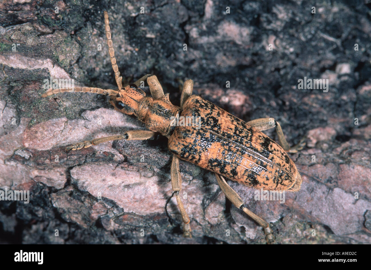 Longhorn European Cerambycid beetle Rhagium sycophanta Stock Photo - Alamy