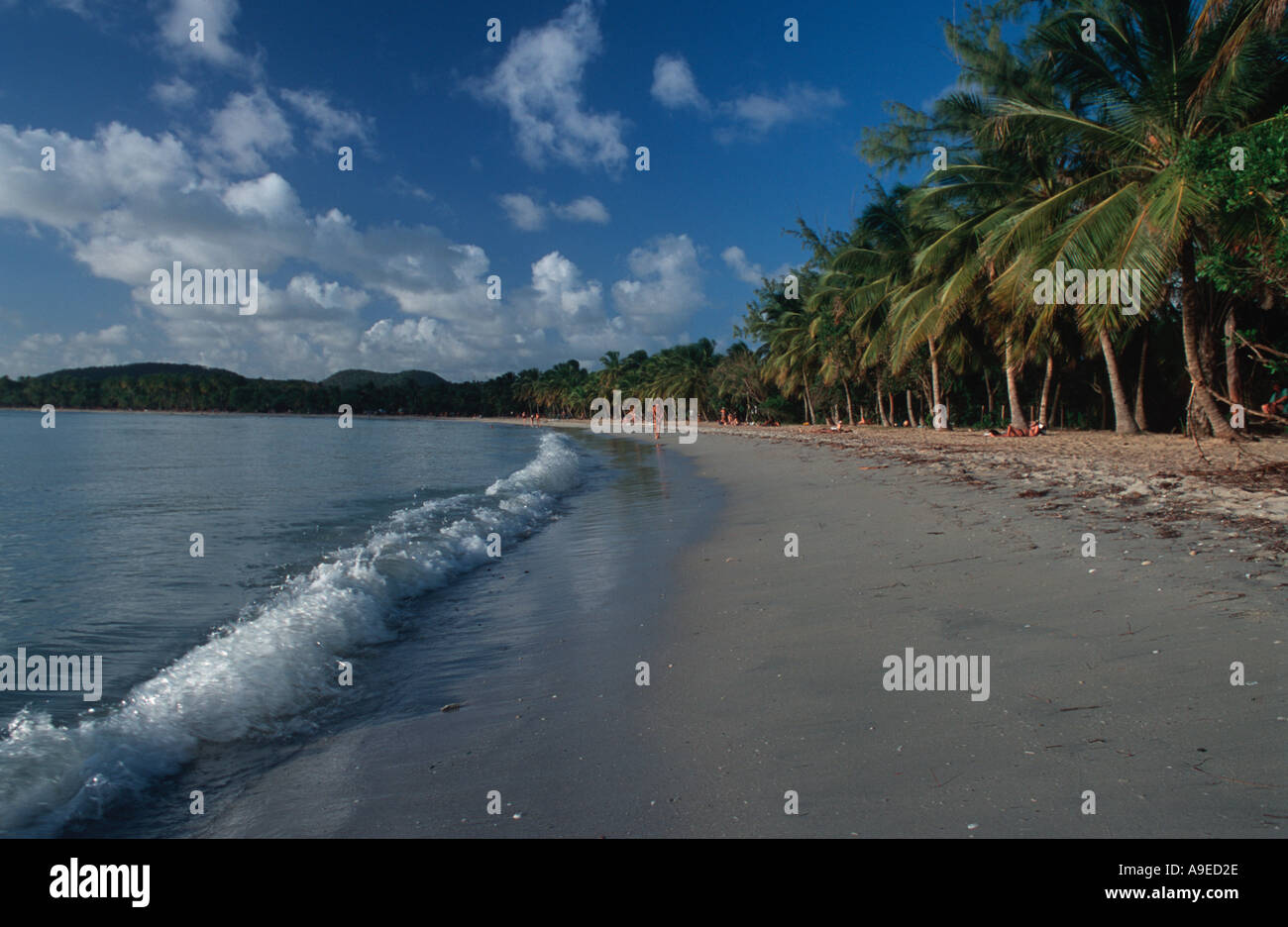 Beach in Martinique island Caribbean Stock Photo - Alamy