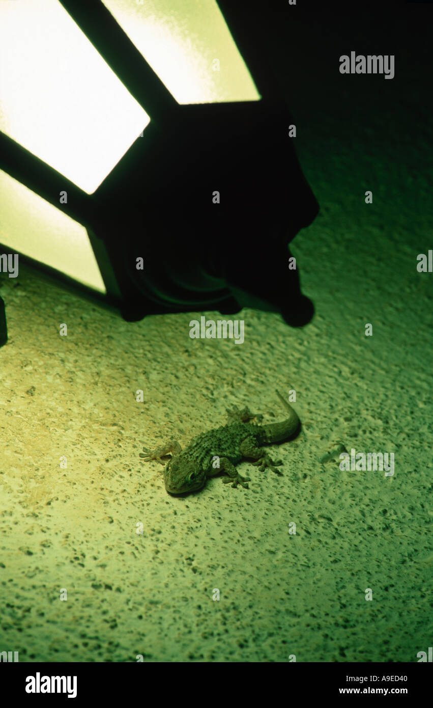 Reptile spotting hi-res stock photography and images - Alamy