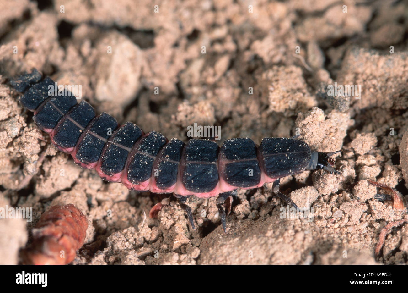 Lampyris noctiluca European glow worm larva Stock Photo - Alamy