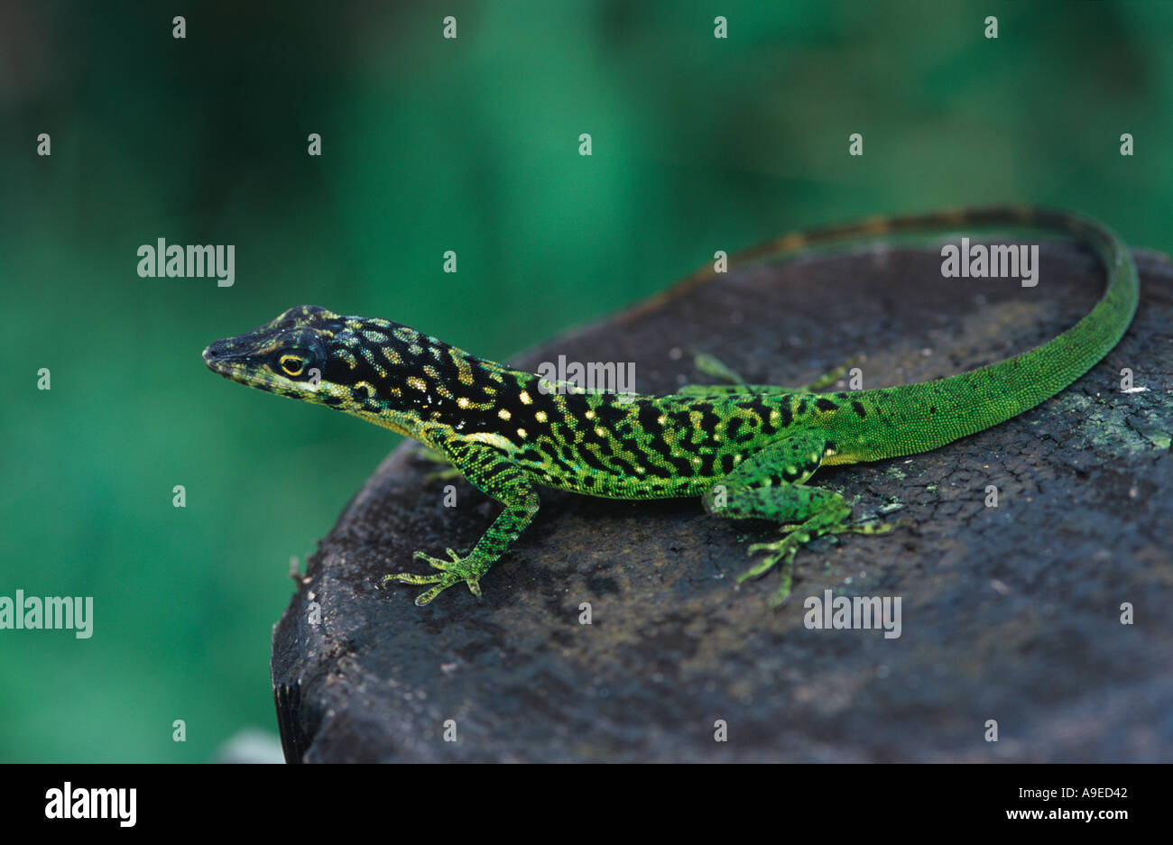 Caribbean lizard Martinique island French West indies Stock Photo ...