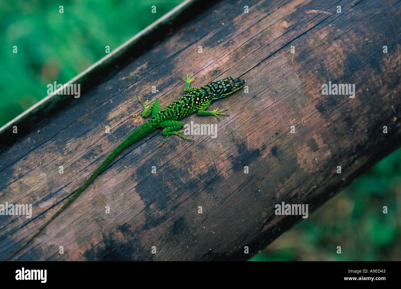 Caribbean lizard martinique island hi-res stock photography and images ...