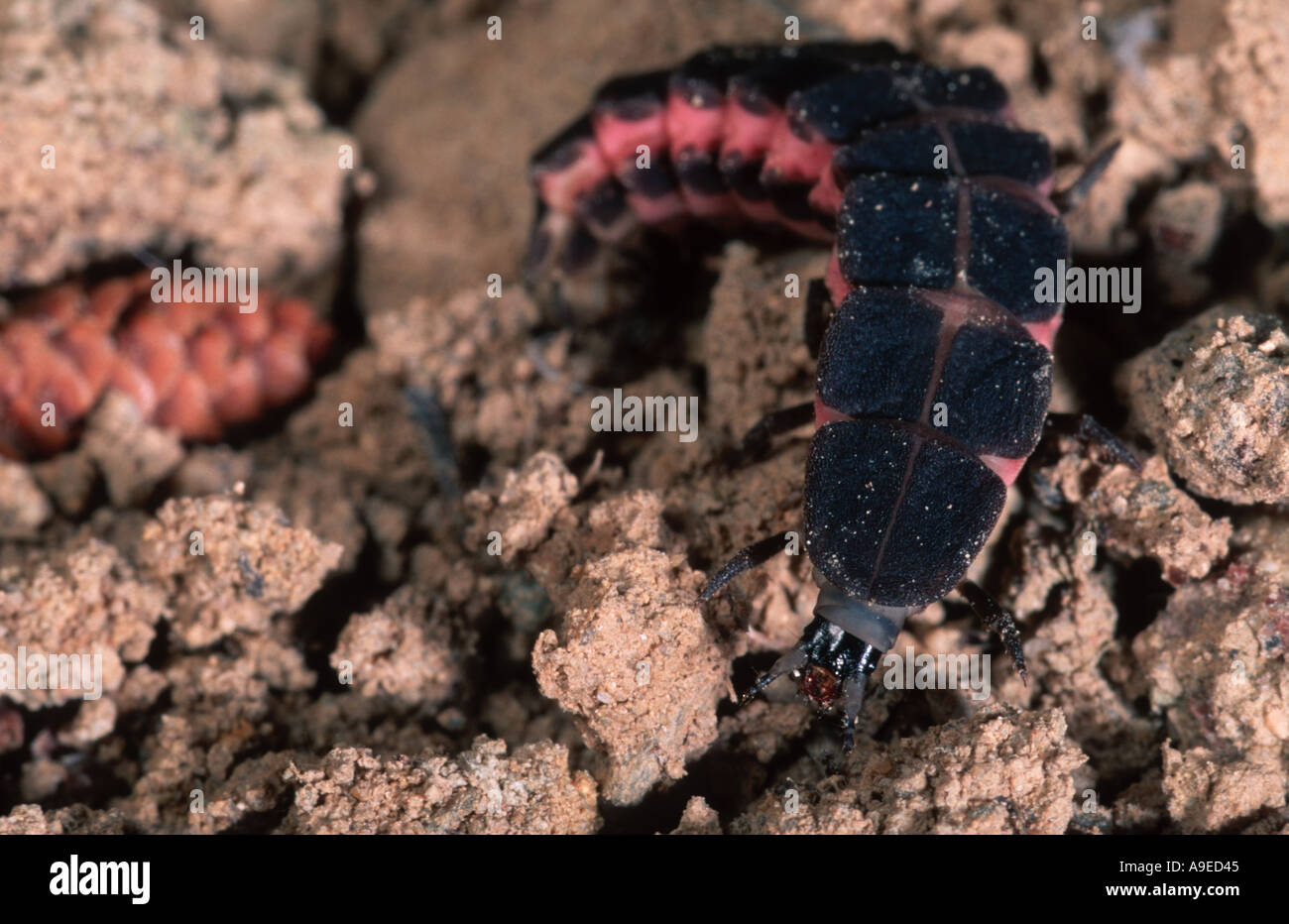 Glow worm glowworm hi-res stock photography and images - Alamy